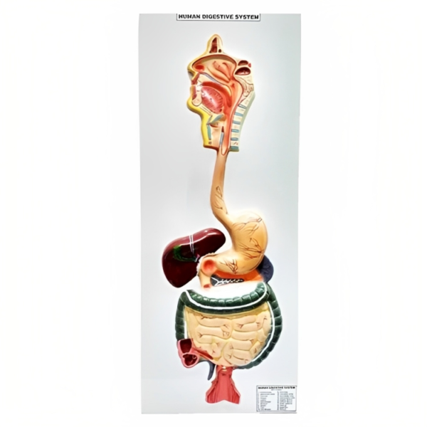 Digestive System Model – Aone
